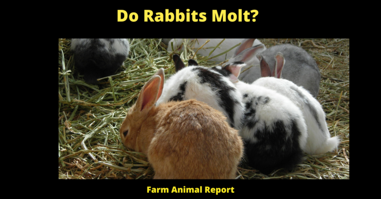 Do Rabbits Molt? Symptoms, Treatment, Prevention