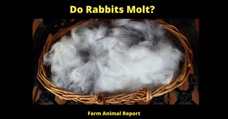 Do Rabbits Molt? Symptoms, Treatment, Prevention