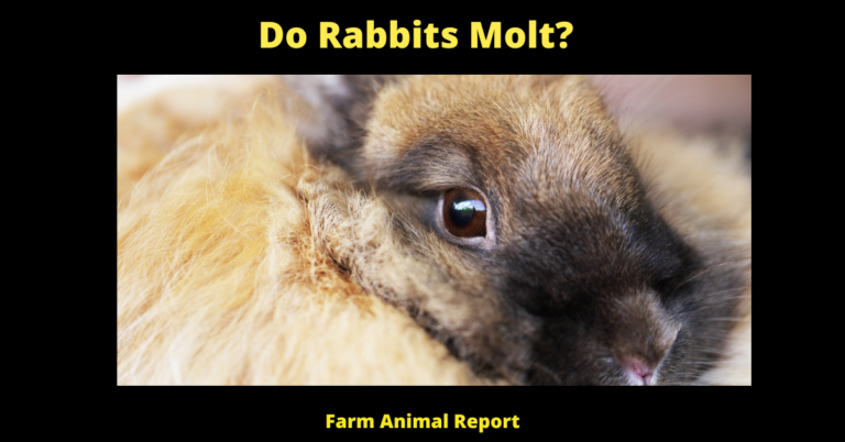Do Rabbits Molt? Symptoms, Treatment, Prevention