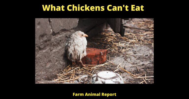 What Chickens Can't Eat: A Comprehensive Guide On What Not To Feed Your ...