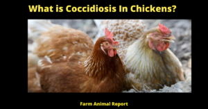 What Is Coccidiosis And How Can You Prevent It In Chickens?
