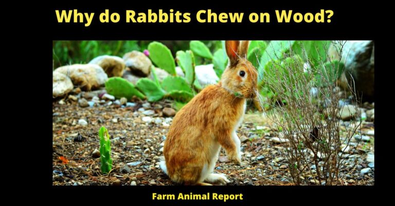 Why Do Rabbits Chew On Wood?