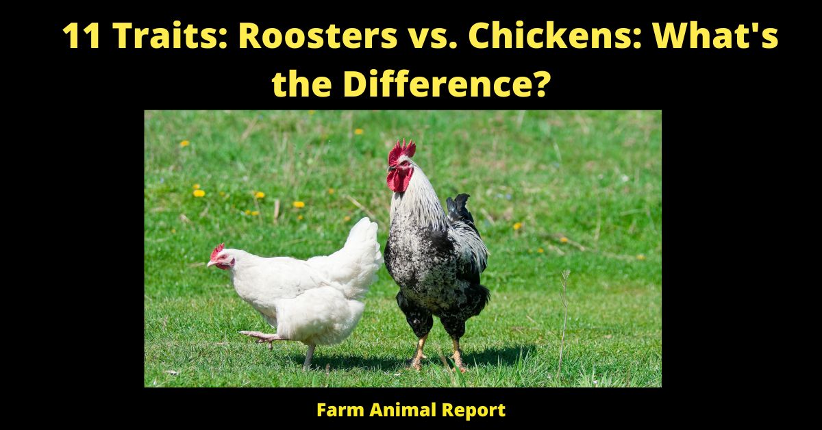 11 Traits: Roosters Vs. Chickens: Vent Sexing? - Farm Animal Report