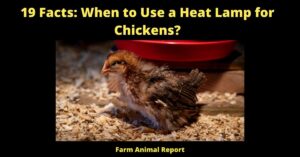 19 Facts: When To Use A Heat Lamp For Chickens? (2024)