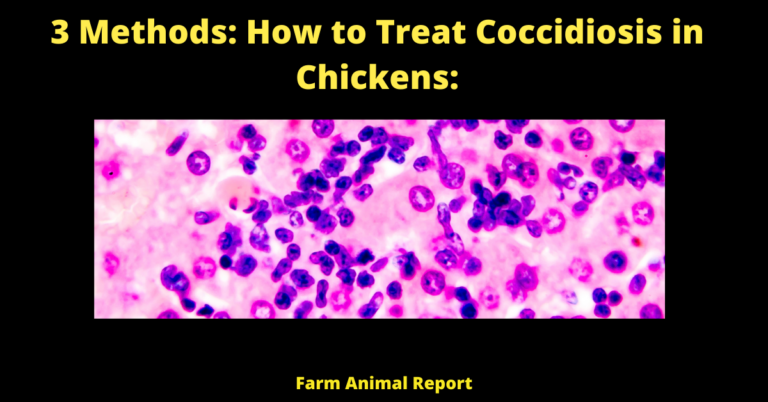 3 Methods: How To Treat Coccidiosis In Chickens: Effective Treatment Methods For Your Flock