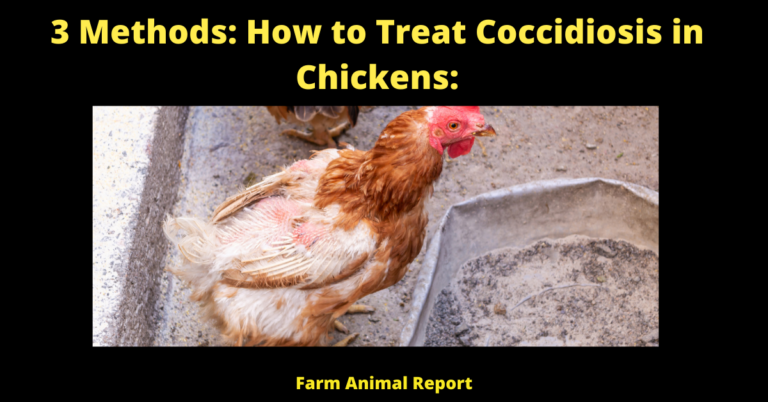 3 Methods: How To Treat Coccidiosis In Chickens: Effective Treatment Methods For Your Flock