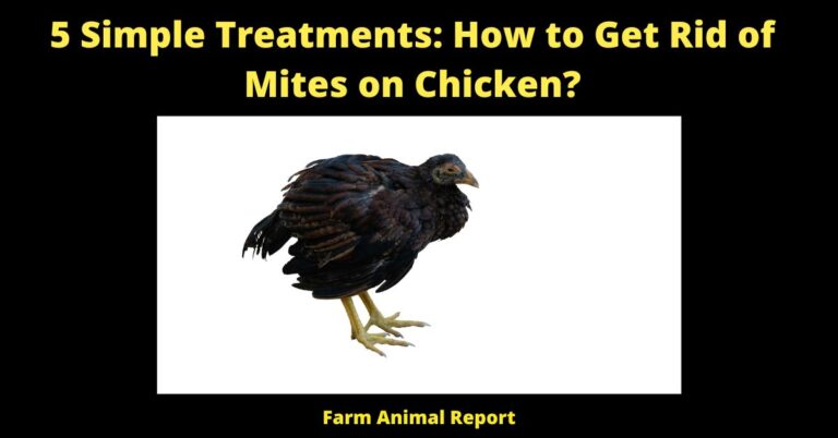 5 Simple Treatments: How To Get Rid Of Mites On Chicken?