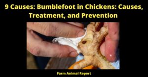 9 Causes: Bumblefoot In Chickens | Bumblefoot Removal | Causes ...
