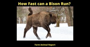 7 Races: How Fast Does A Bison Run | Bison (2024)