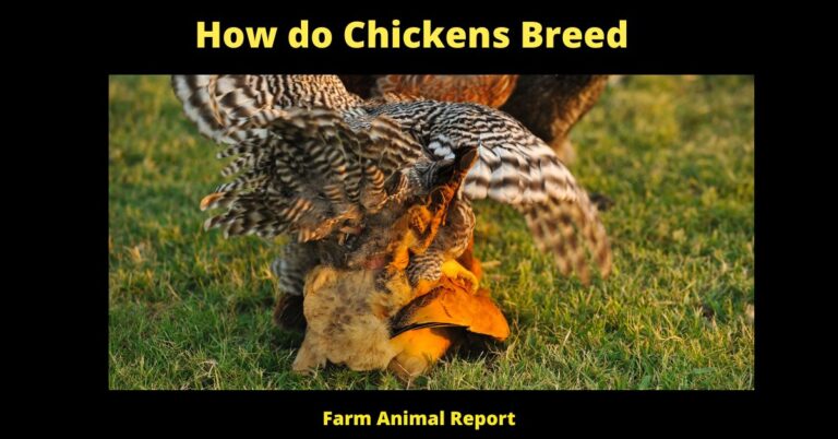 How Chickens Breed: The Fascinating Process Of Baby Chicks Being Born