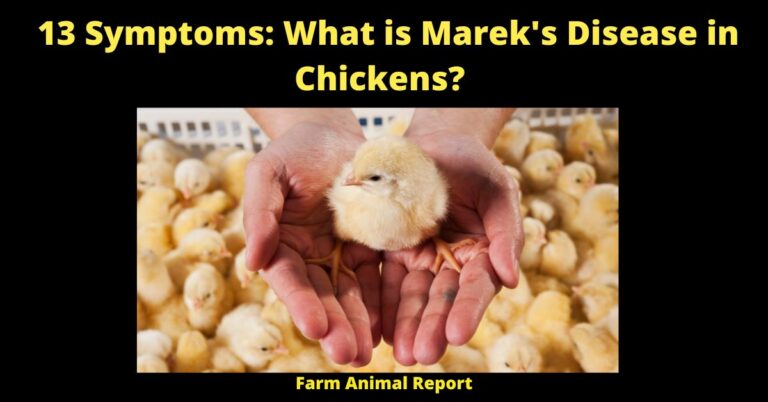 13 Symptoms: What Is Marek's Disease In Chickens?