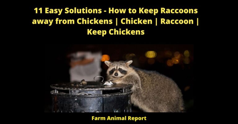 11 Easy Solutions - How To Keep Raccoons Away From Chickens | Chicken ...