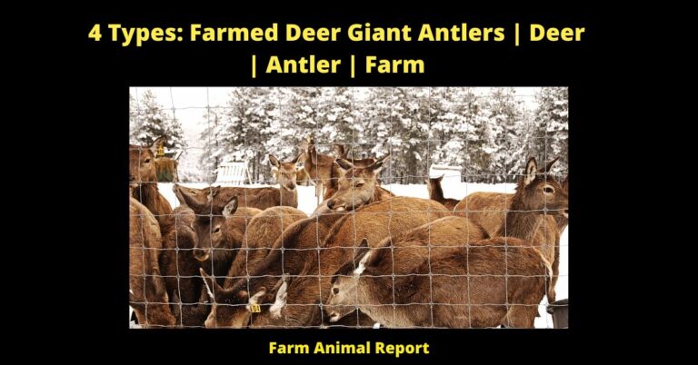4 Types: Farmed Deer Giant Antlers ( 2024) | Deer | Antler | Farm