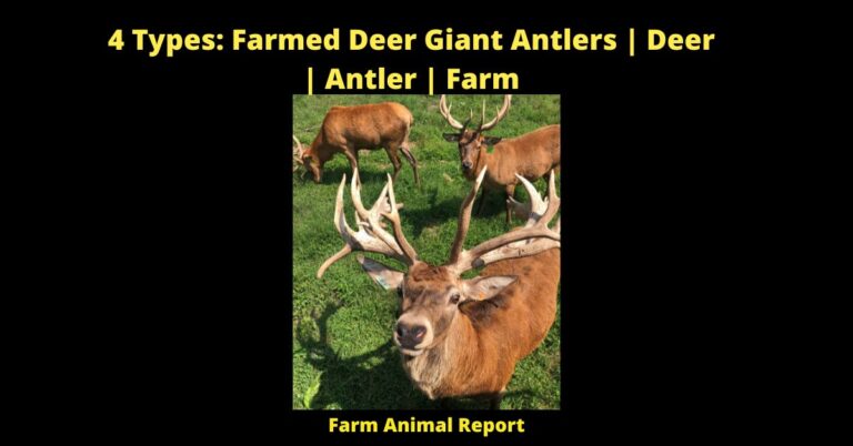 4 Types: Farmed Deer Giant Antlers ( 2024) | Deer | Antler | Farm