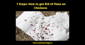 7 Steps: How To Get Rid Of Fleas On Chickens | Kill | Chicken