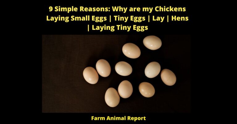 9 Simple Reasons: Why Are My Chickens Laying Small Eggs | Tiny Eggs | Lay | Hens | Laying Tiny Eggs