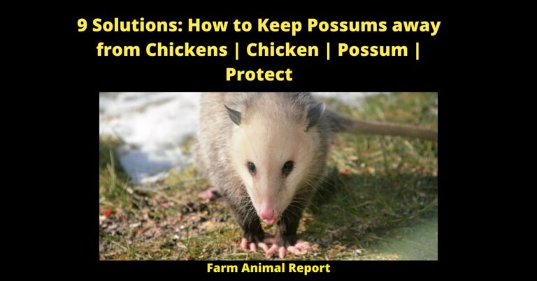 9 Solutions: How To Keep Possums Away From Chickens (2024) | Chicken ...