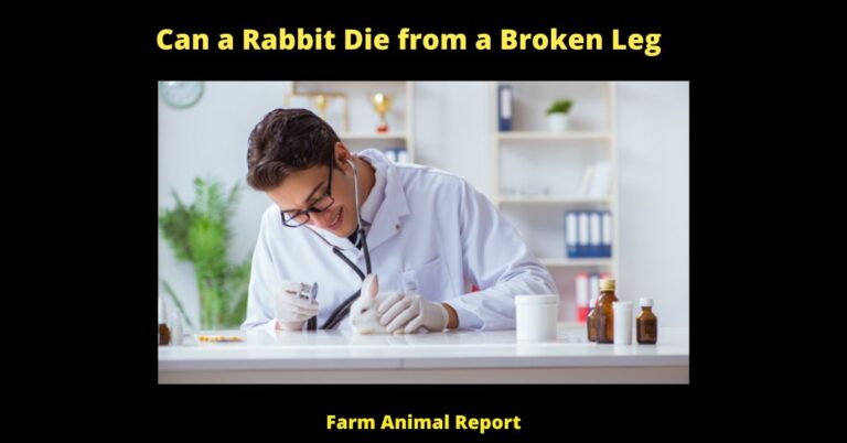 5 Reasons: Can A Rabbit Die From A Broken Leg | Rabbits | Rabbit ...