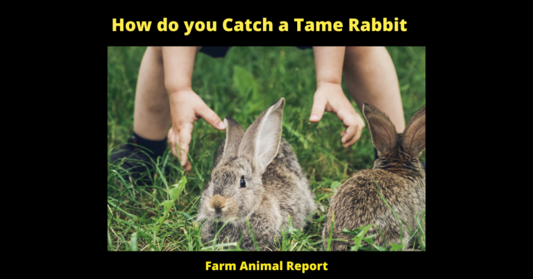 How Do You Catch A Tame Rabbit | Rabbit