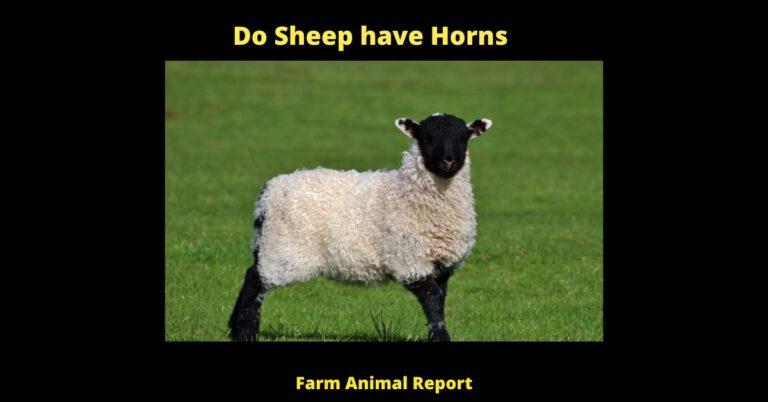 11 With/ 23 Without : Do Sheep Have Horns | Horns | Sheep | Ewes