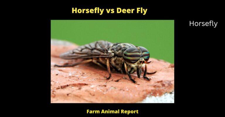 The Great Debate - Horsefly Vs Deer Fly | Flies | Deer Flies | Horsefly
