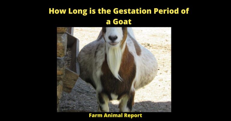 How Long Is The Gestation Period Of A Goat| Goats | PDF