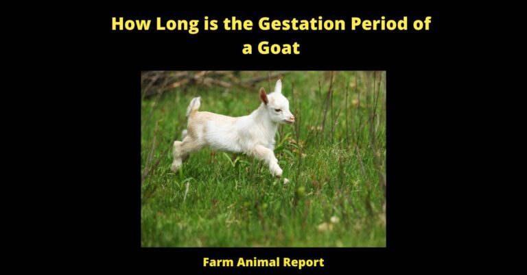 How Long Is The Gestation Period Of A Goat| Goats | PDF