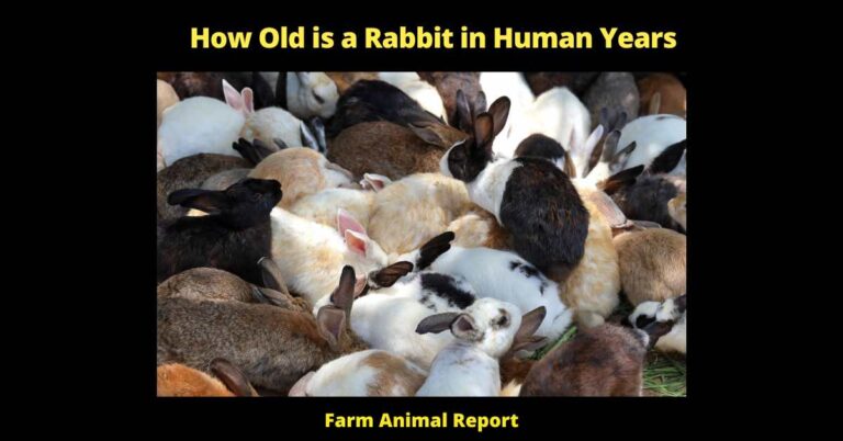 How Many Bunny Years Is One Human Year (2024) 🐰⏳