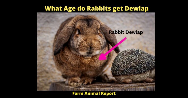 What Age Do Rabbits Get Dewlap | Rabbits | Rabbit Dewlap | PDF