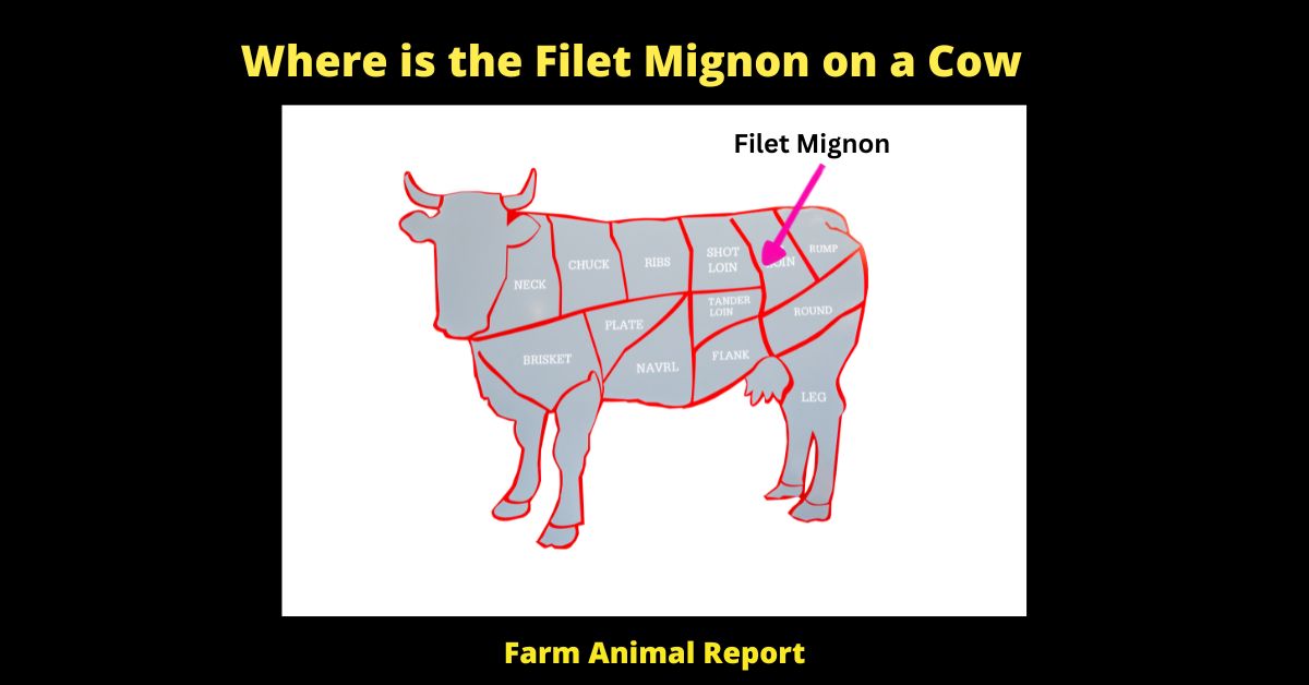 Filet Mignon Cow